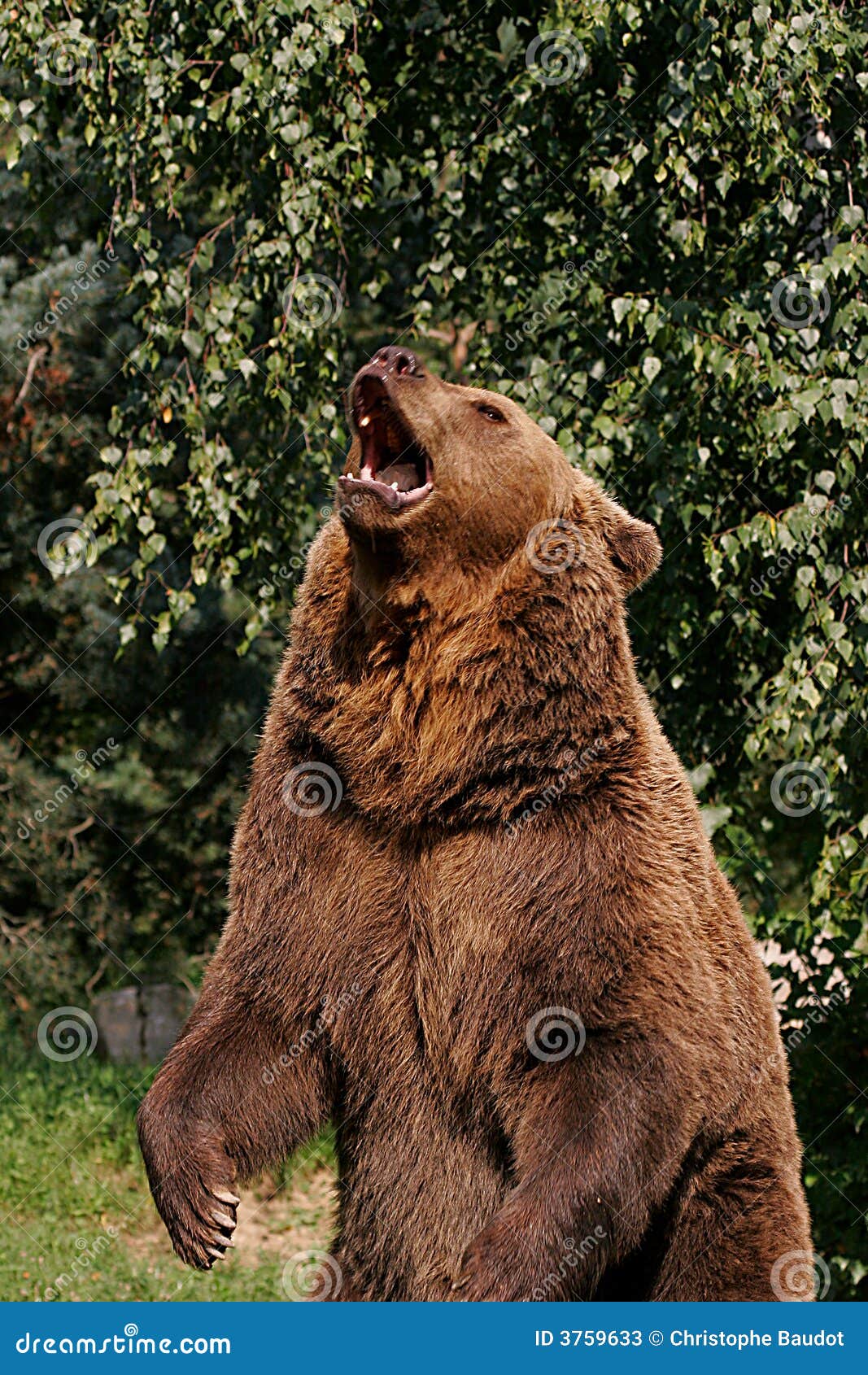 Bear stock image. Image of hair, coloured, life, cuddly - 3759633