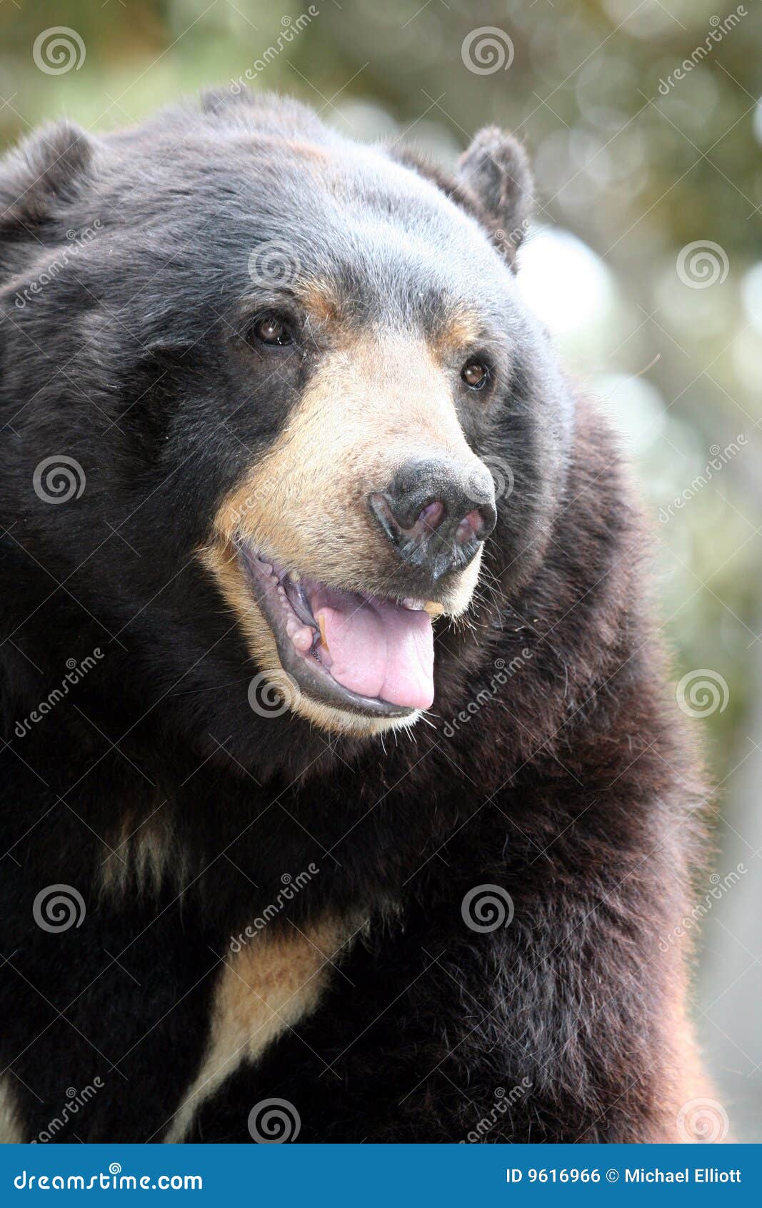 Bear stock photo. Image of mountains, drooling, licking - 9616966