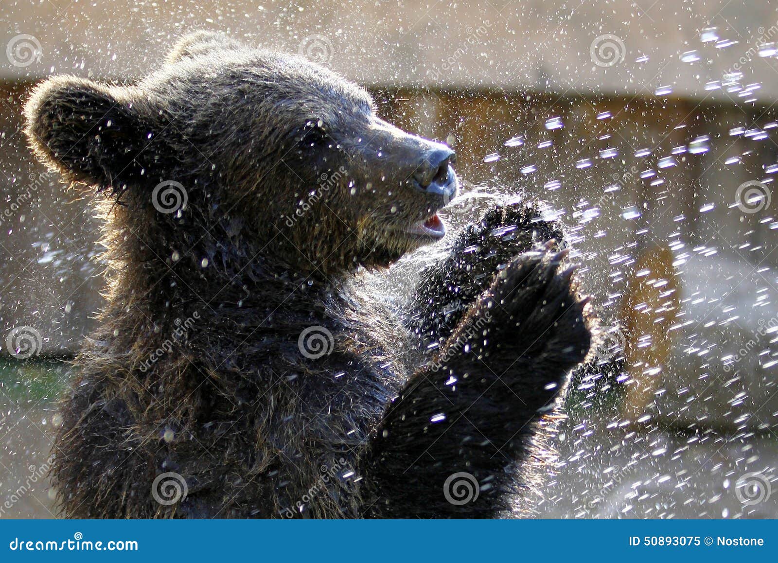 Bear stock image. Image of mammals, splash, paws, claws - 50893075