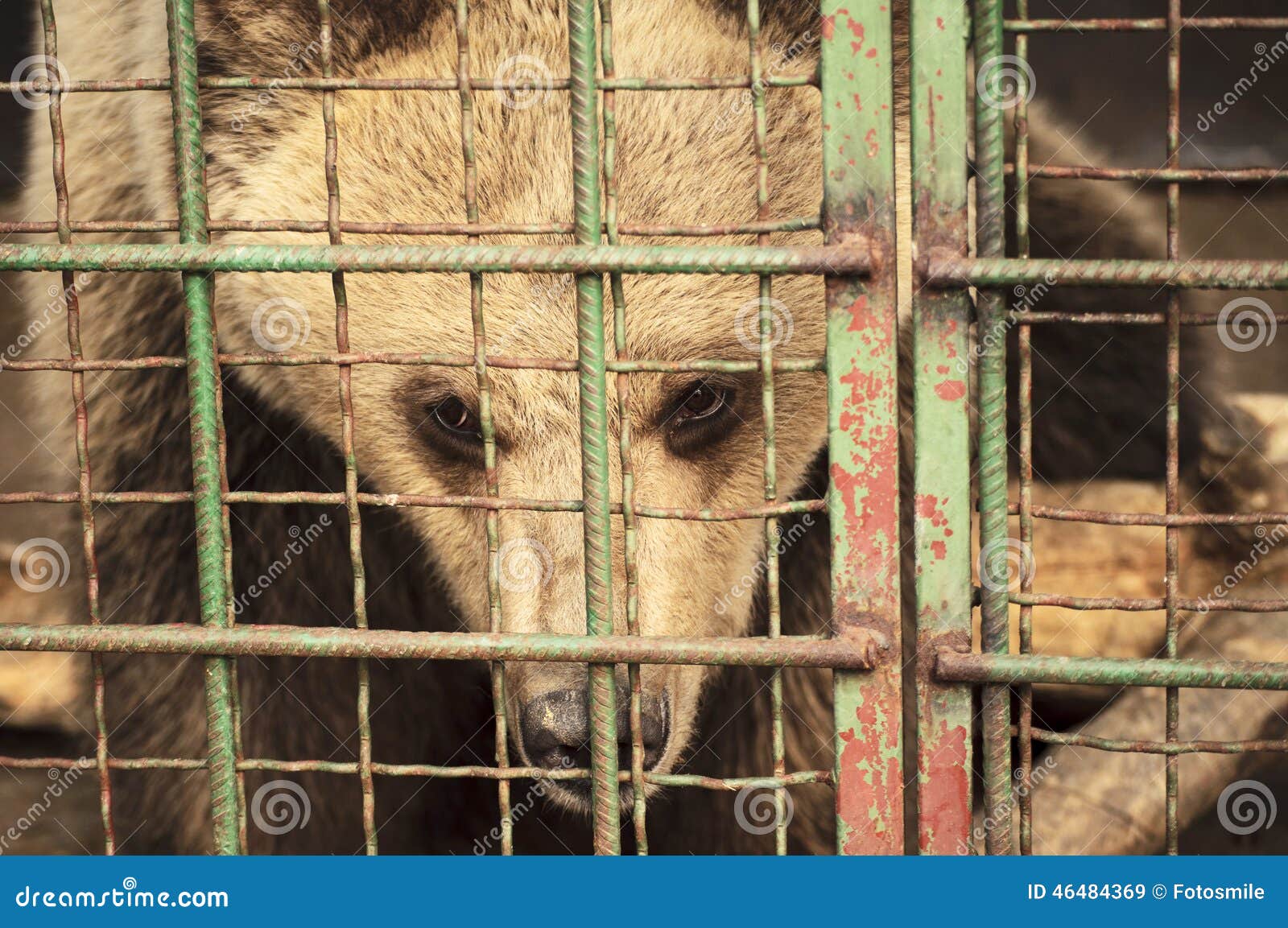 Bear stock image. Image of animal, wildlife, bear, cage - 46484369