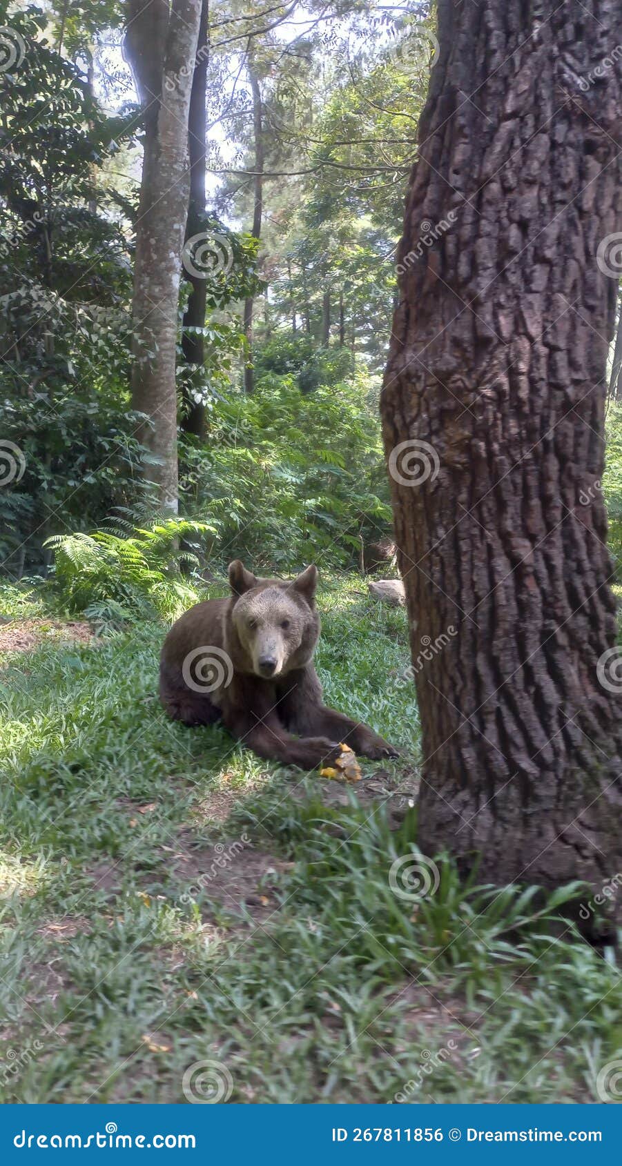 A Bear alone in the forest stock photo. Image of bear - 267811856