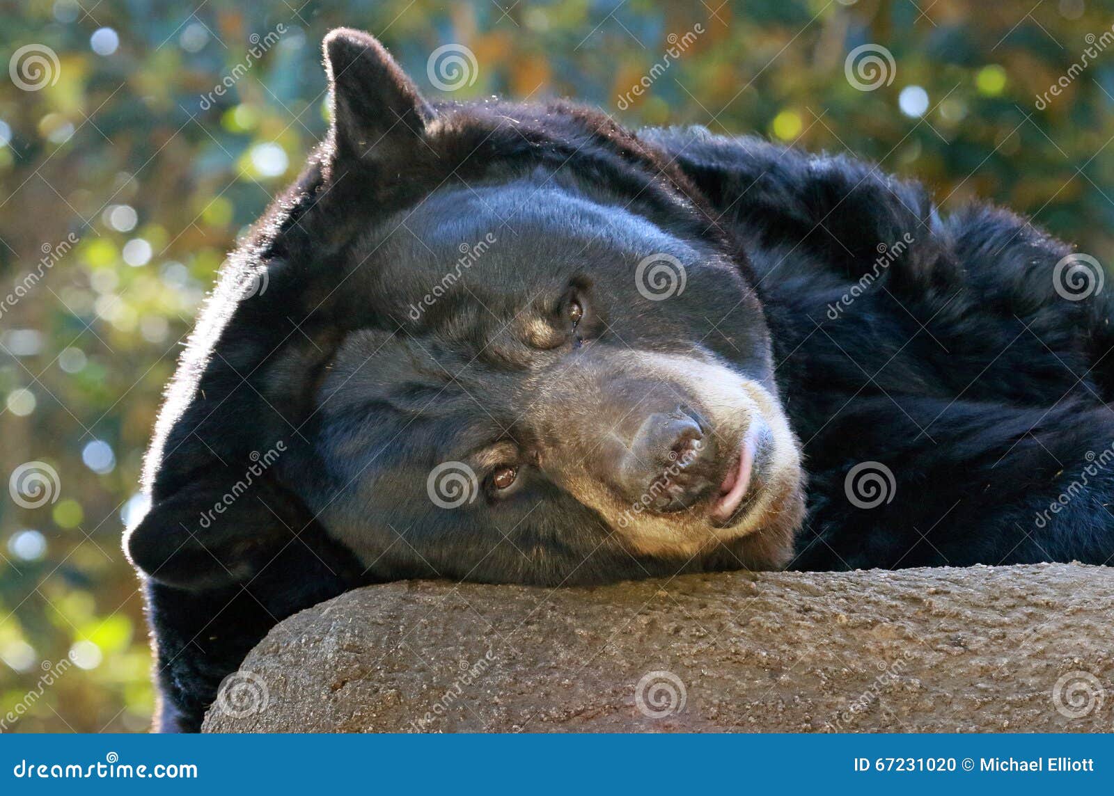Bear stock photo. Image of black, animal, canada, green - 67231020