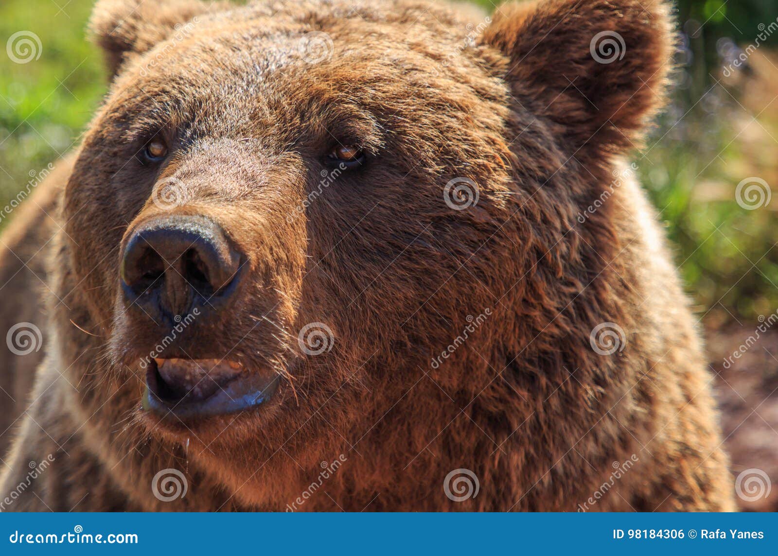 Bear.Animals of the Nature Park of CabÃ¡rceno Stock Photo - Image of ...