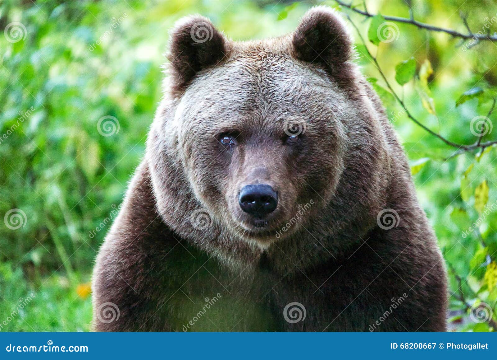 Bear at the Bavarian Forest National Park Stock Image - Image of coat ...