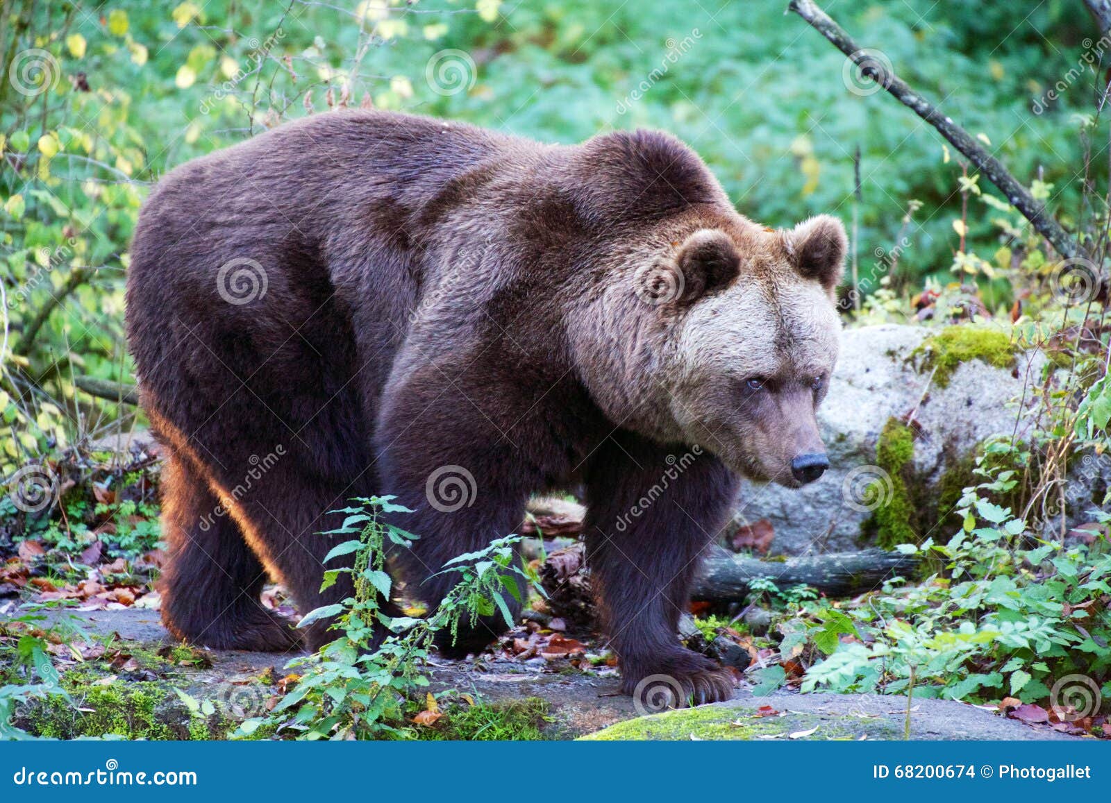 Bear at the Bavarian Forest National Park Stock Photo - Image of winter ...
