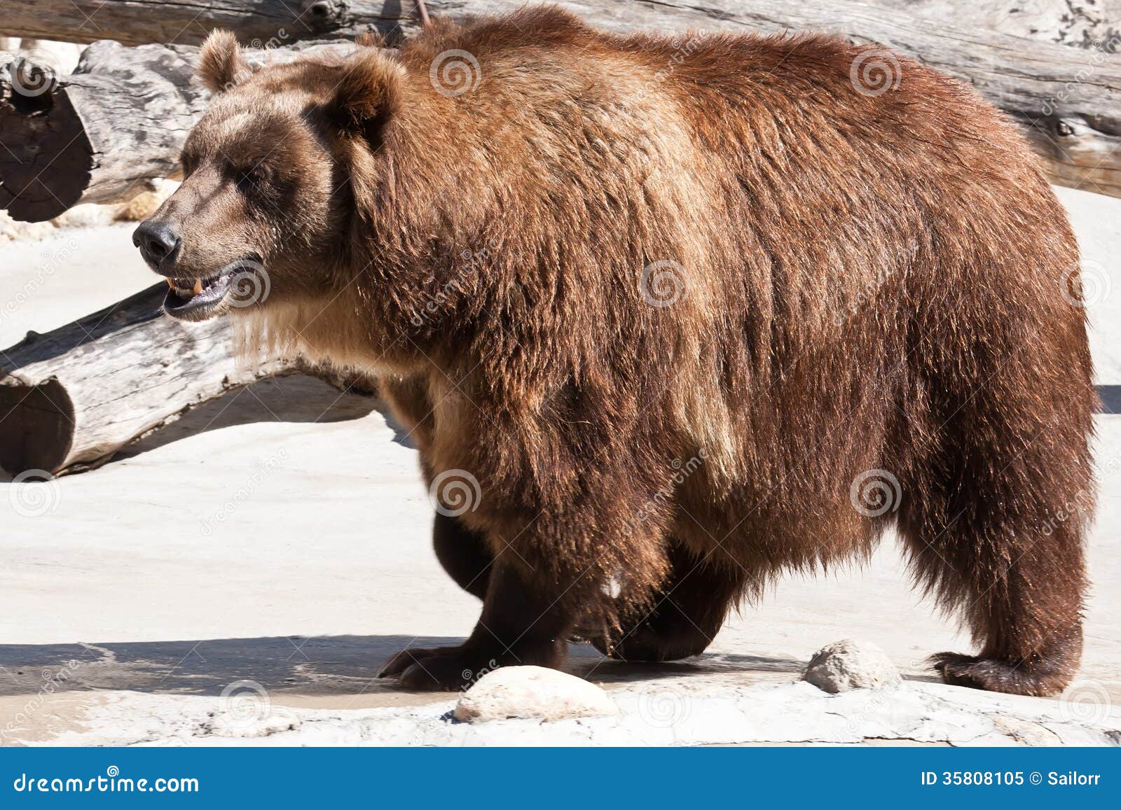 Bear stock image. Image of teeth, dangerous, looking - 35808105