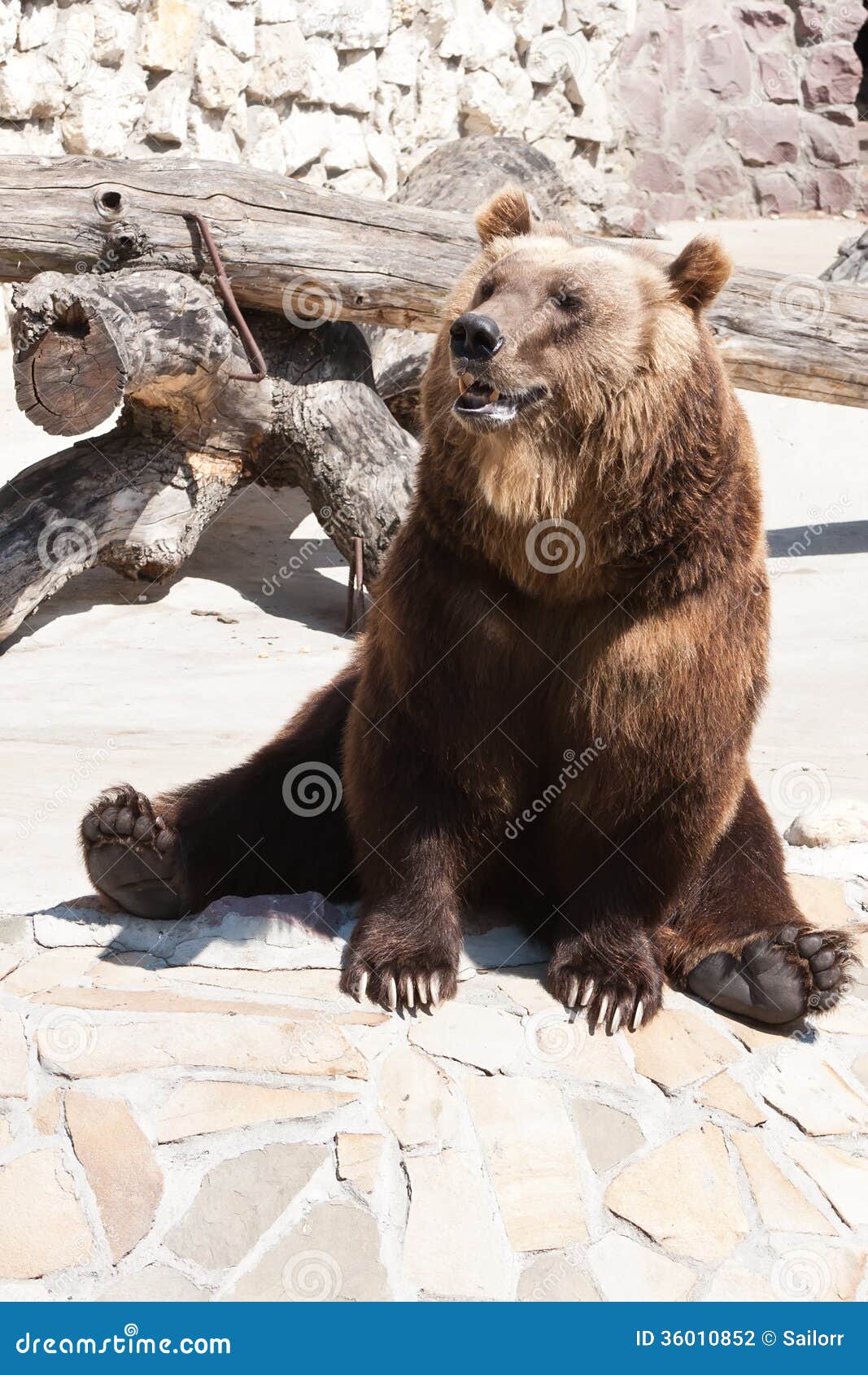 Bear stock photo. Image of brown, looking, strong, power - 36010852