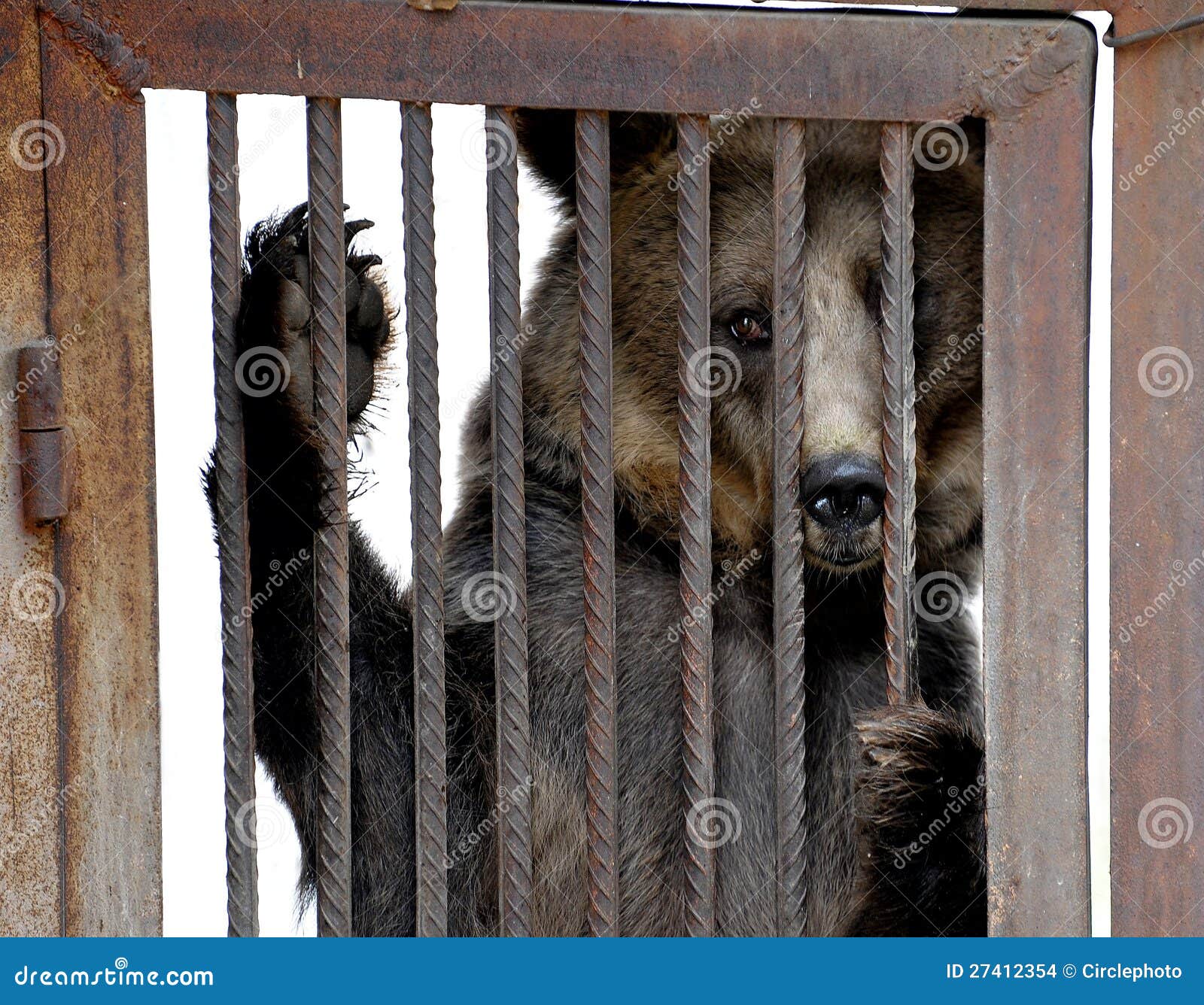 Bear behind bars stock photo. Image of animal, claw, bars - 27412354