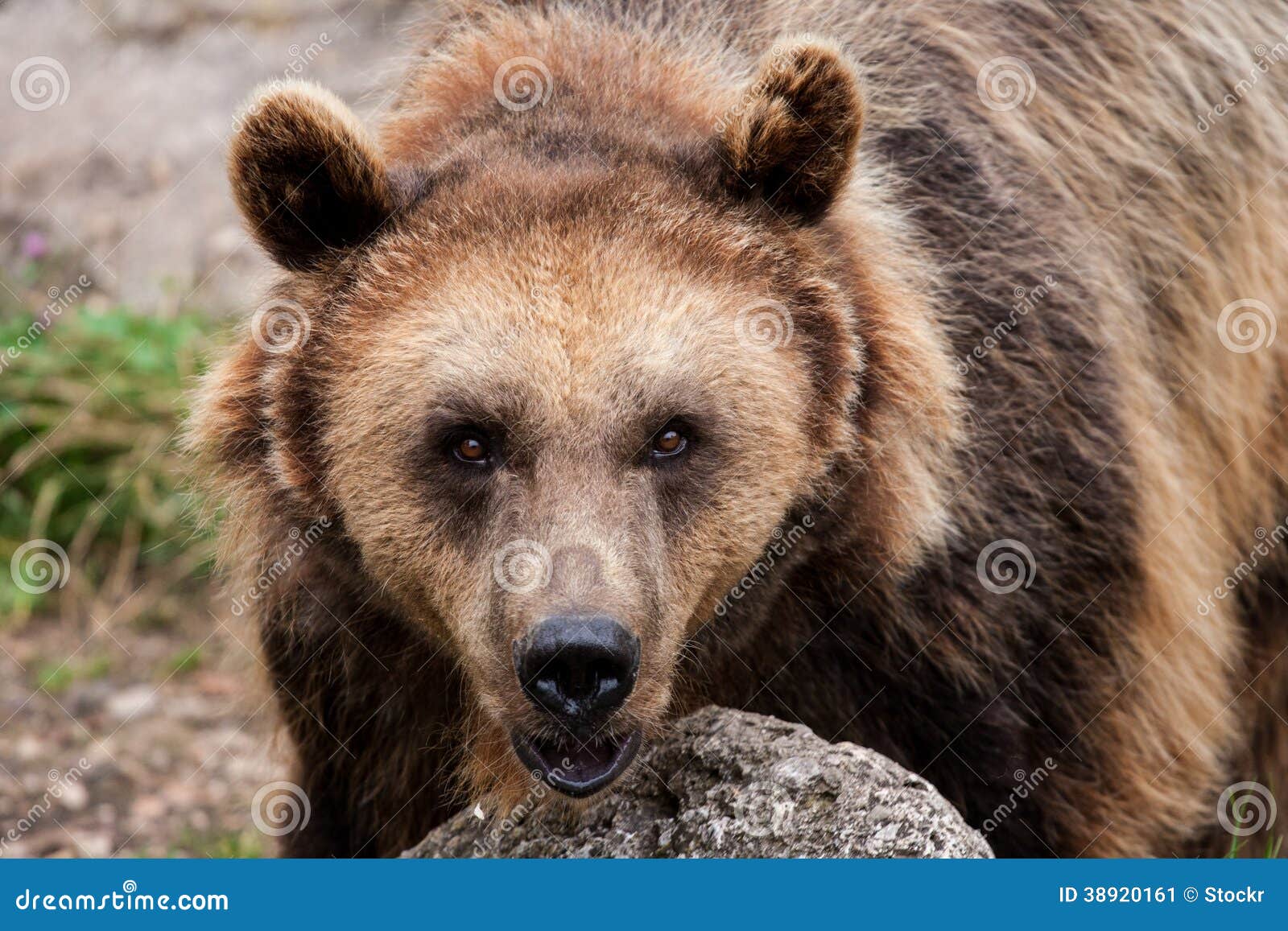 Bear stock image. Image of forest, away, indoors, standing - 38920161