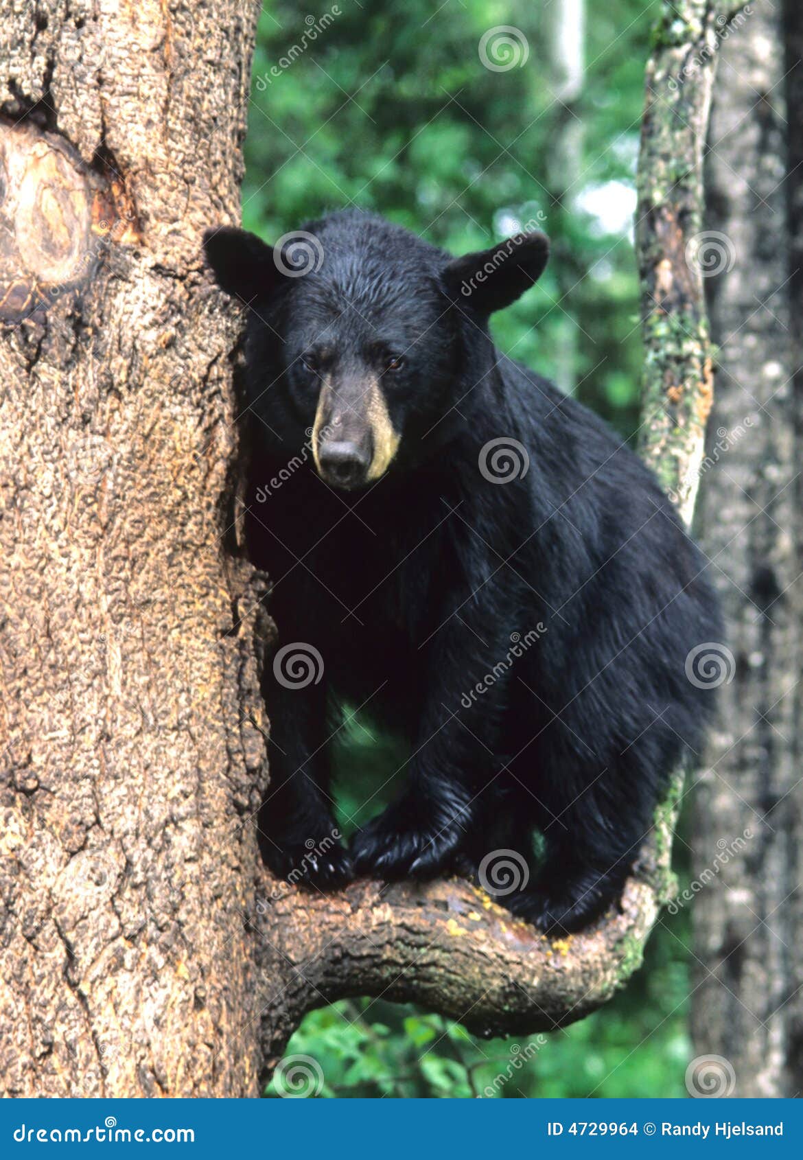 Bear on a branch stock photo. Image of animal, mammal - 4729964
