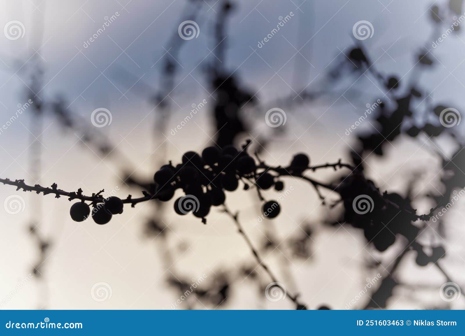 Bear on Branch during Sunset Stock Image - Image of blossom, monochrome ...