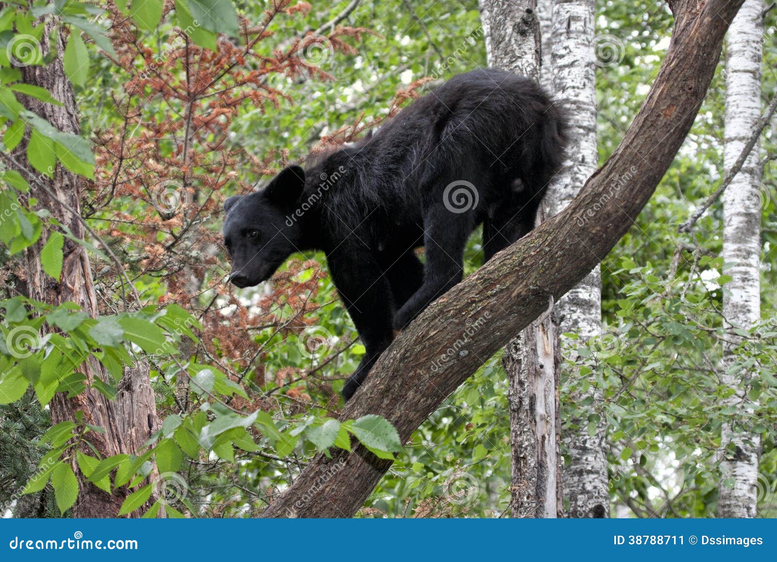 Bear on a Branch stock image. Image of ursus, mammal - 38788711