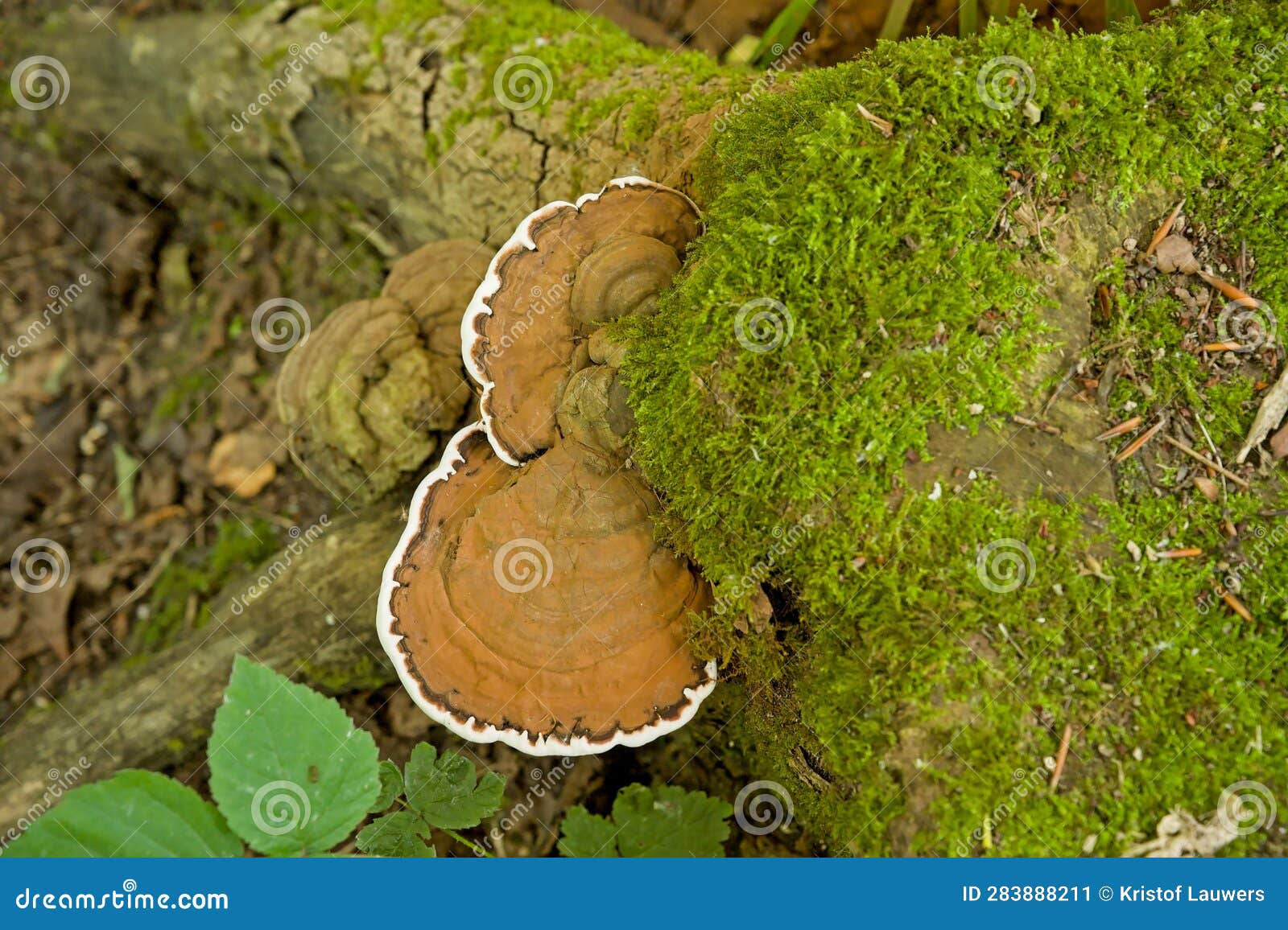 Bear Bread Mushroom and Moss on a Tree Trunk Stock Image - Image of ...