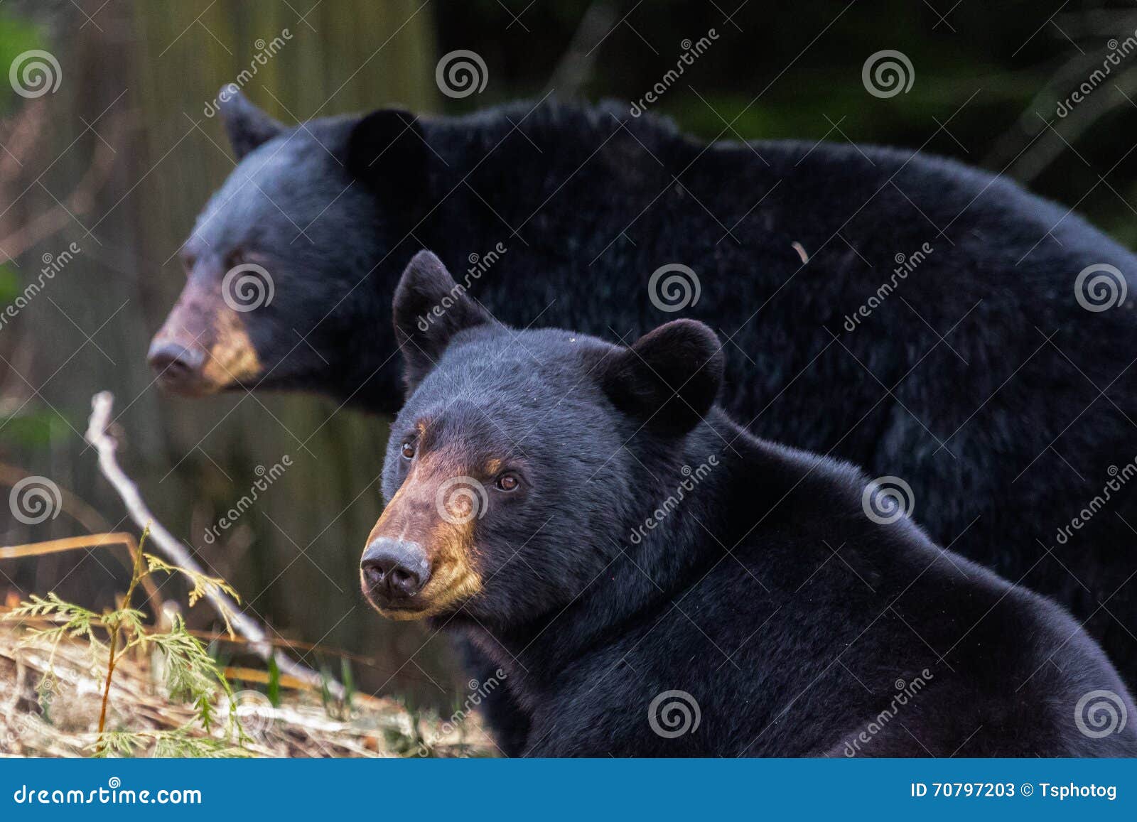 Bear Brothers stock image. Image of bear, brothers, relax - 70797203