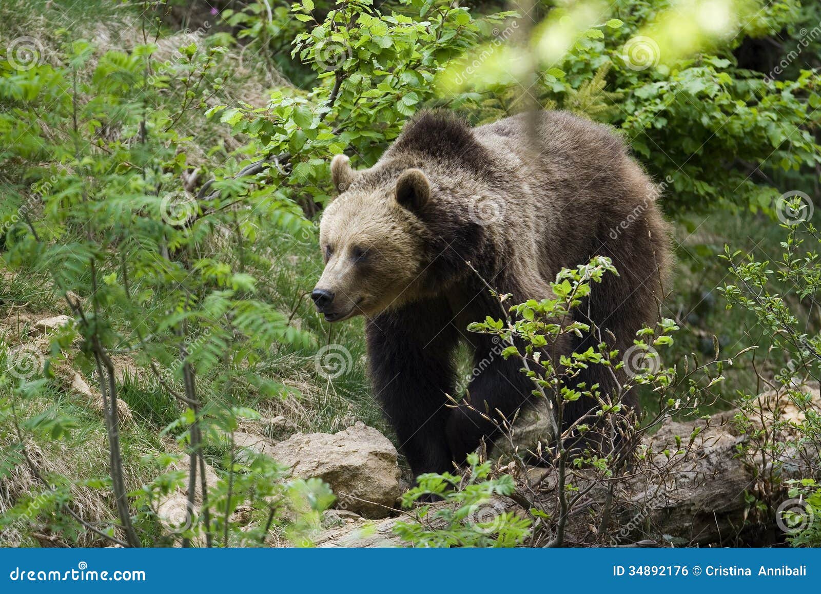 Bear stock photo. Image of mammal, bear, park, germany - 34892176