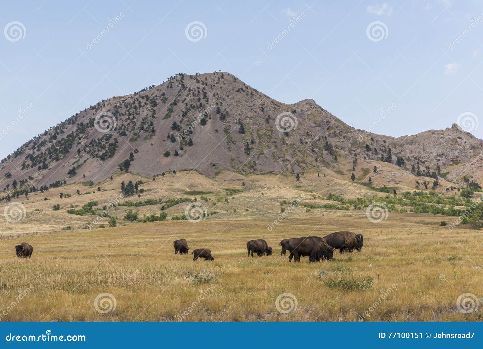 Bear Butte stock image. Image of outdoors, mammals, animals - 77100151