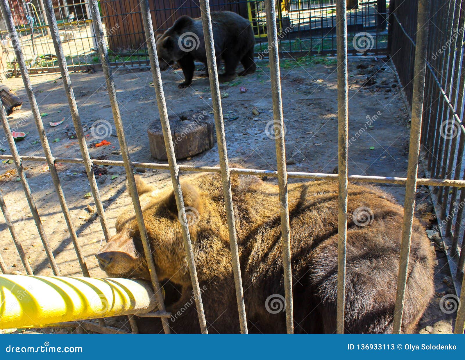 Bear in a cage stock image. Image of capture, huge, cage - 136933113