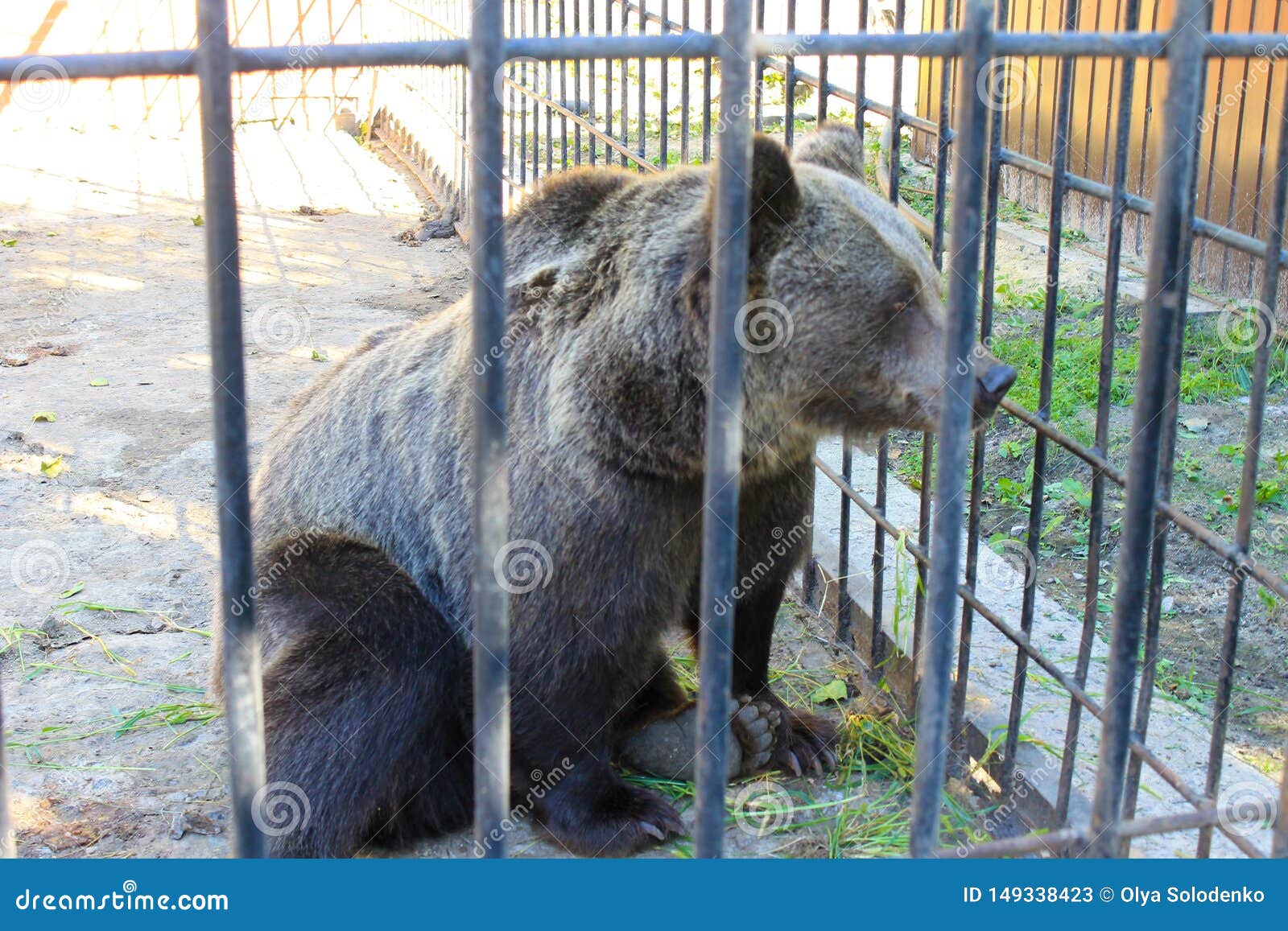 Bear in a cage stock image. Image of looking, mouth - 149338423