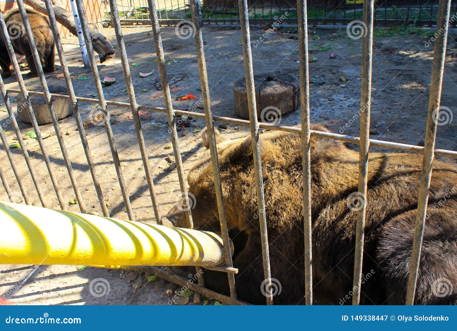 Bear in a cage stock image. Image of mammal, angry, metal - 149338447