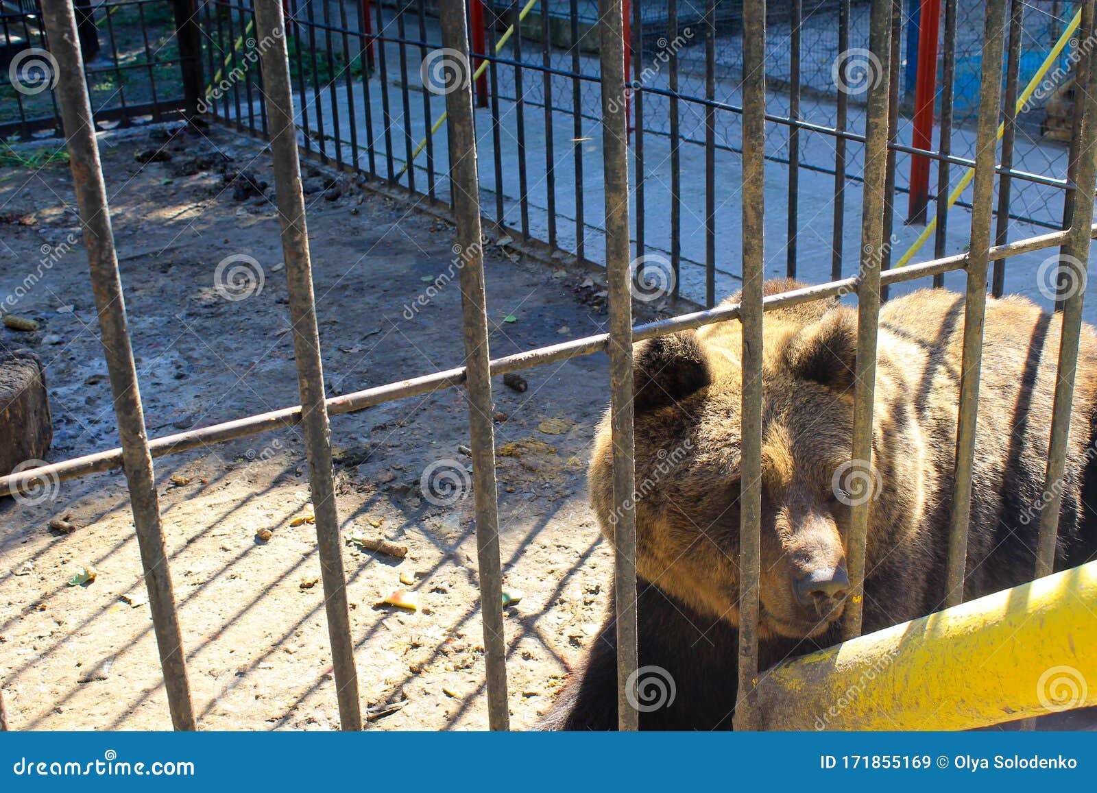 Bear in a cage stock image. Image of cage, beast, environmental - 171855169