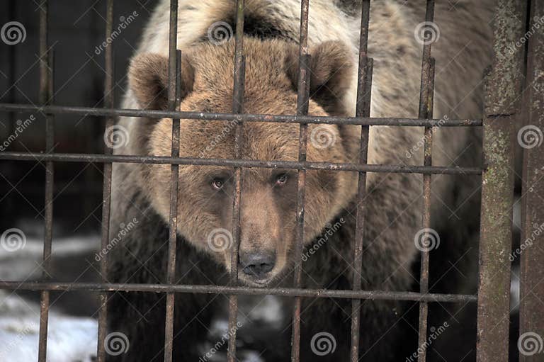 Bear in a cage stock image. Image of painful, nature - 22927999