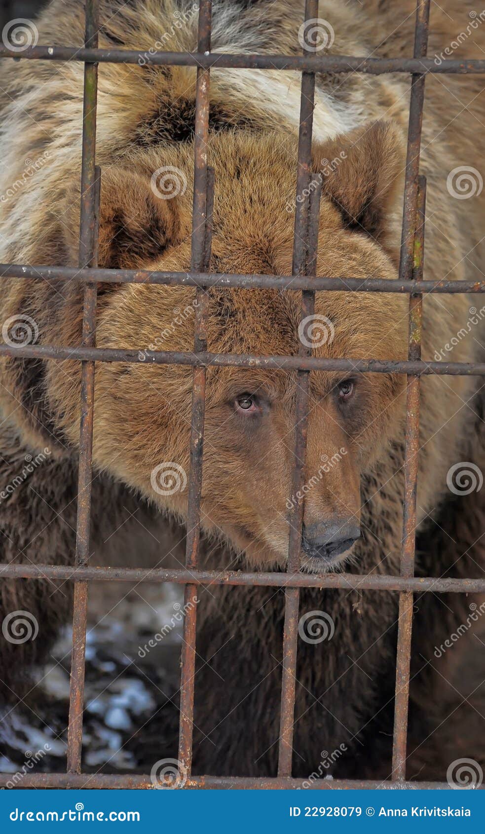 Bear in a cage stock image. Image of fear, inhumane, fence - 22928079