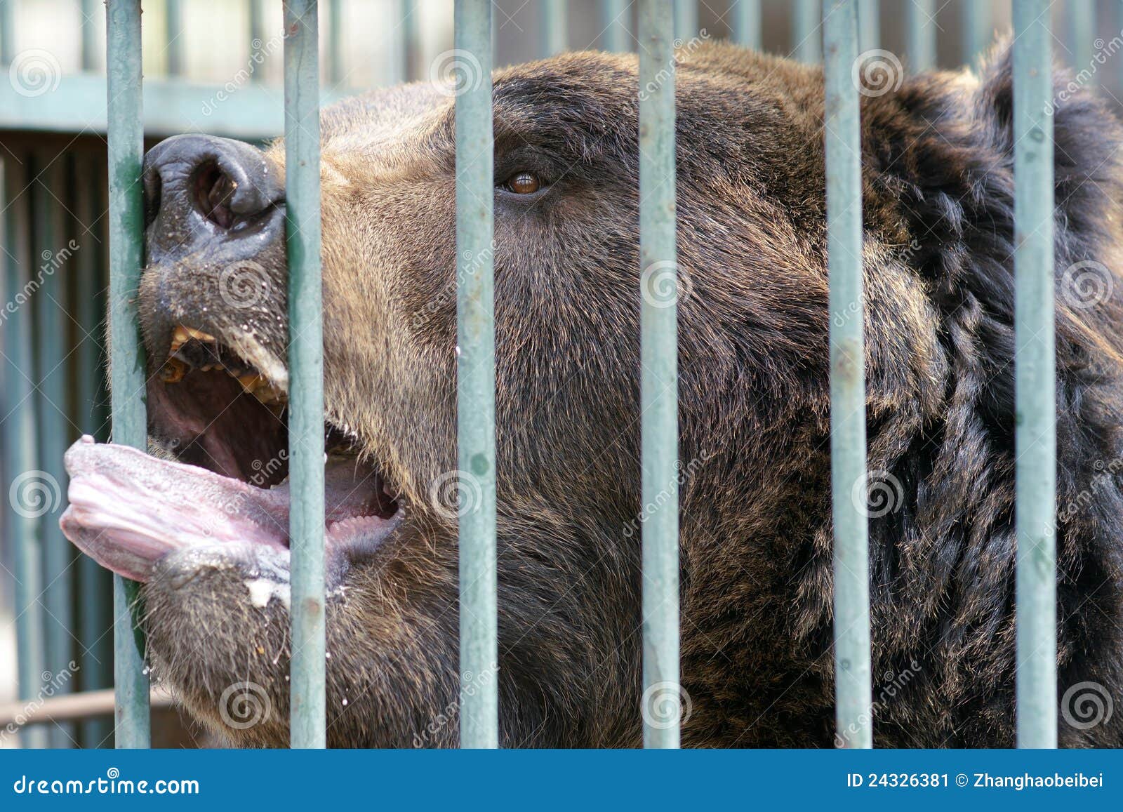 Bear in cage stock image. Image of gape, closeup, black - 24326381