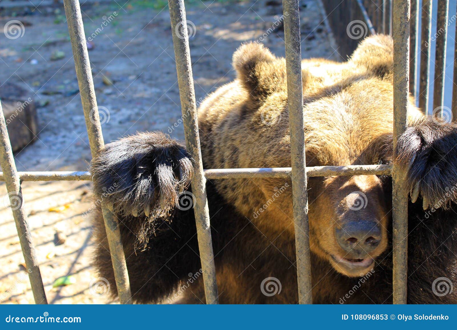 Bear in a cage stock image. Image of huge, mouth, brown - 108096853
