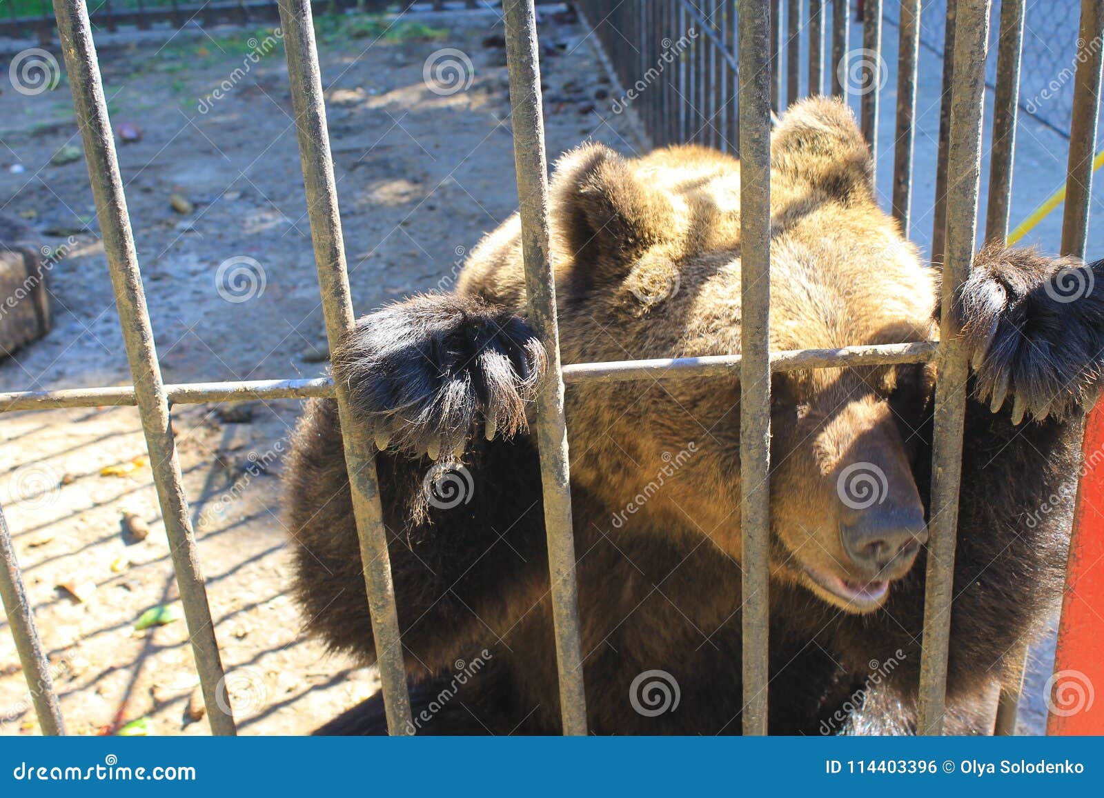 Bear in a cage stock photo. Image of isolation, angry - 114403396