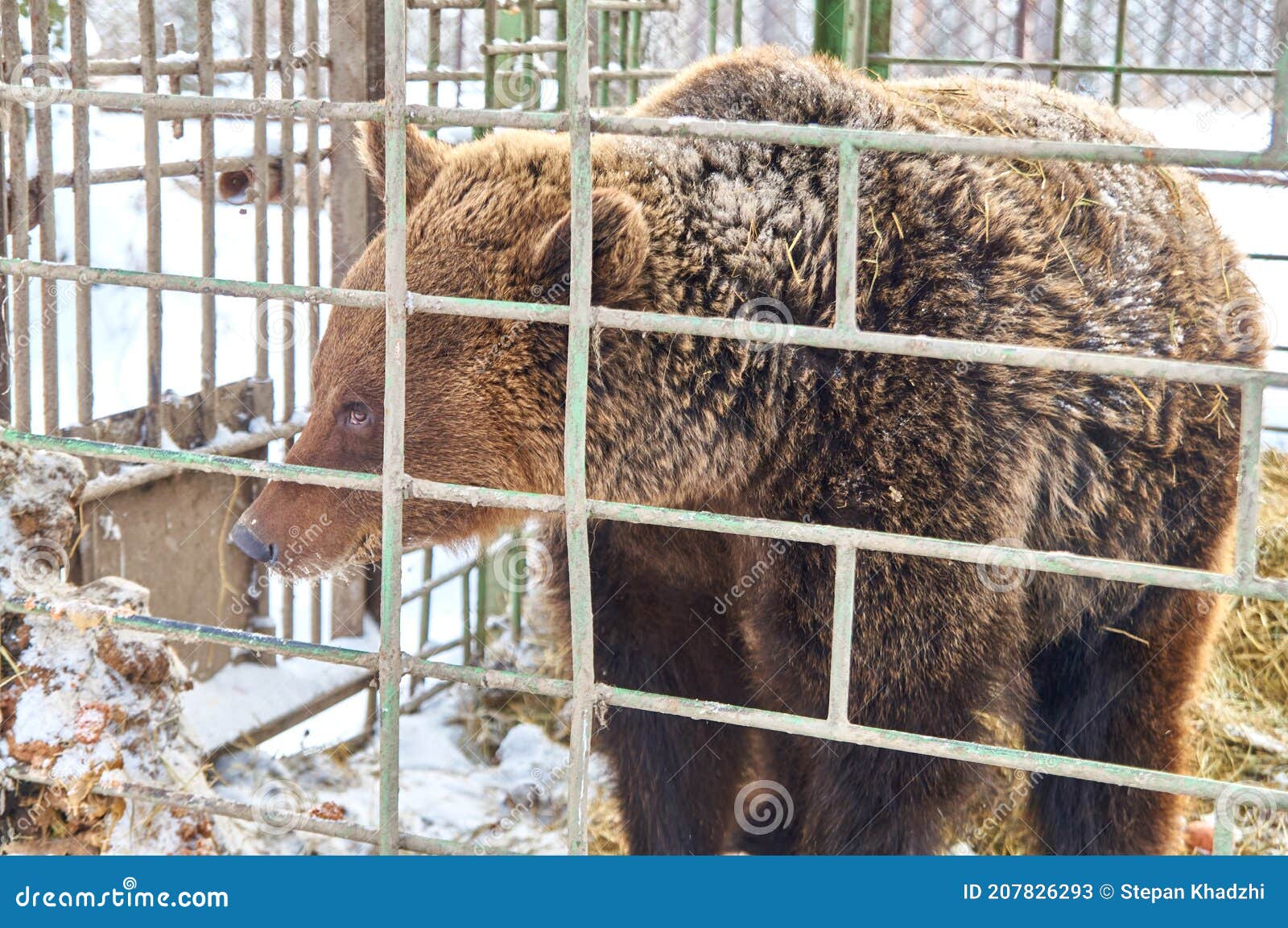 Bear in a Cage. Nursery for Various Animals Stock Image - Image of ...