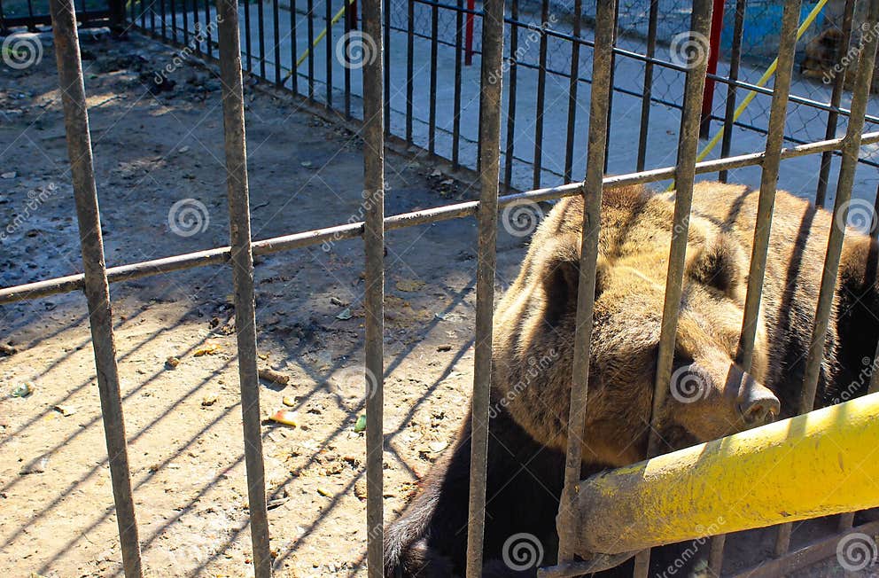 Bear in a cage stock image. Image of cute, environment - 104298655