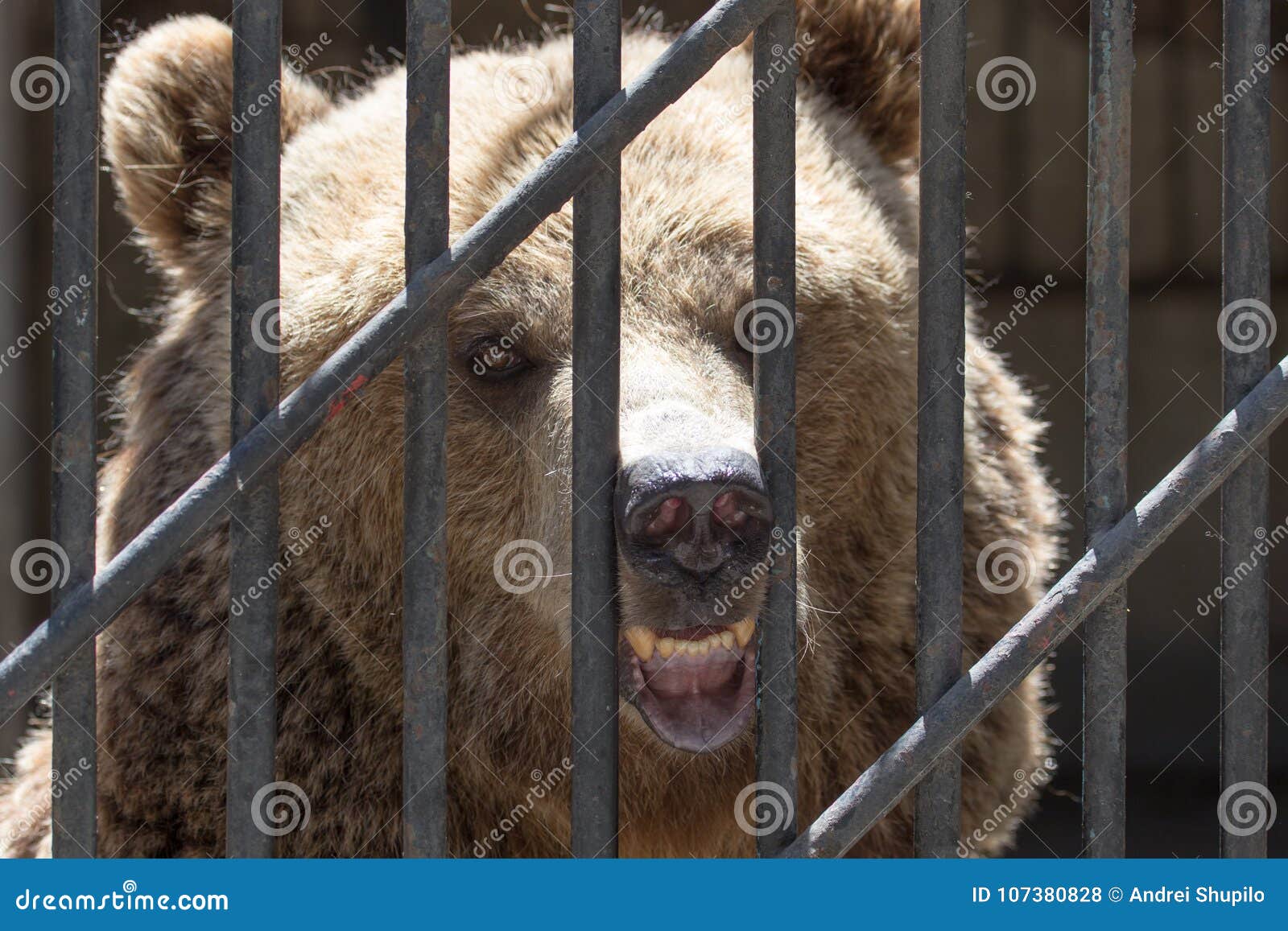 Bear in a cage in a zoo stock photo. Image of bars, black - 107380828