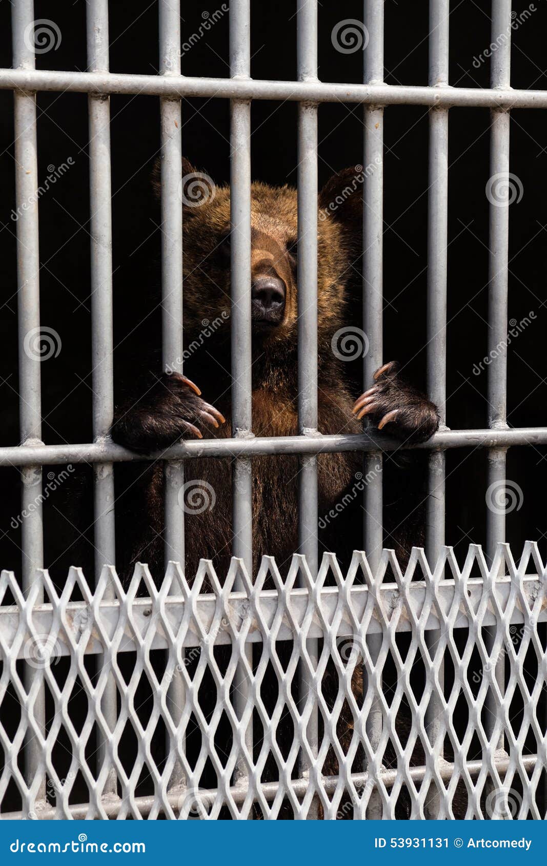 Bear in a cage stock image. Image of hungry, mouth, nature - 53931131