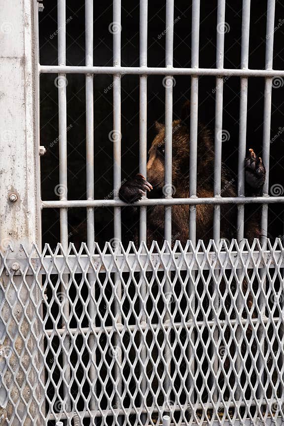Bear in a cage stock photo. Image of black, security - 54018774