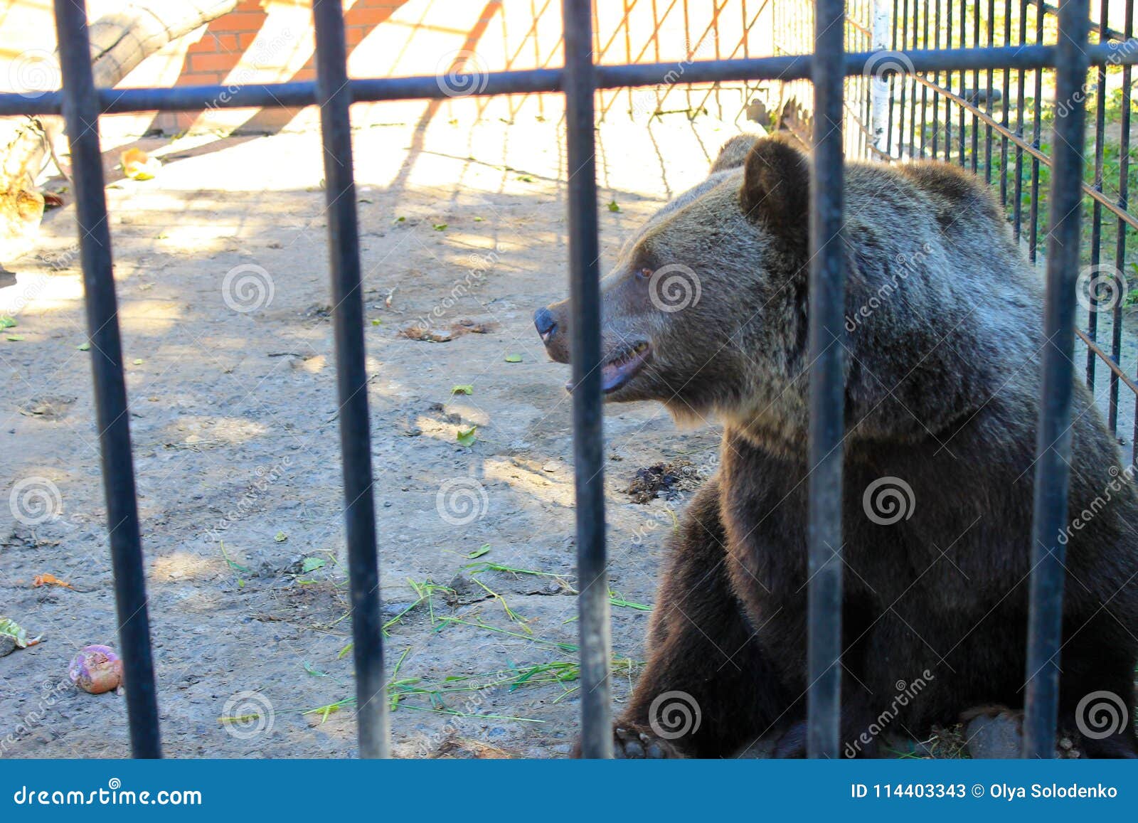 Bear in a cage stock image. Image of hungry, cute, bear - 114403343