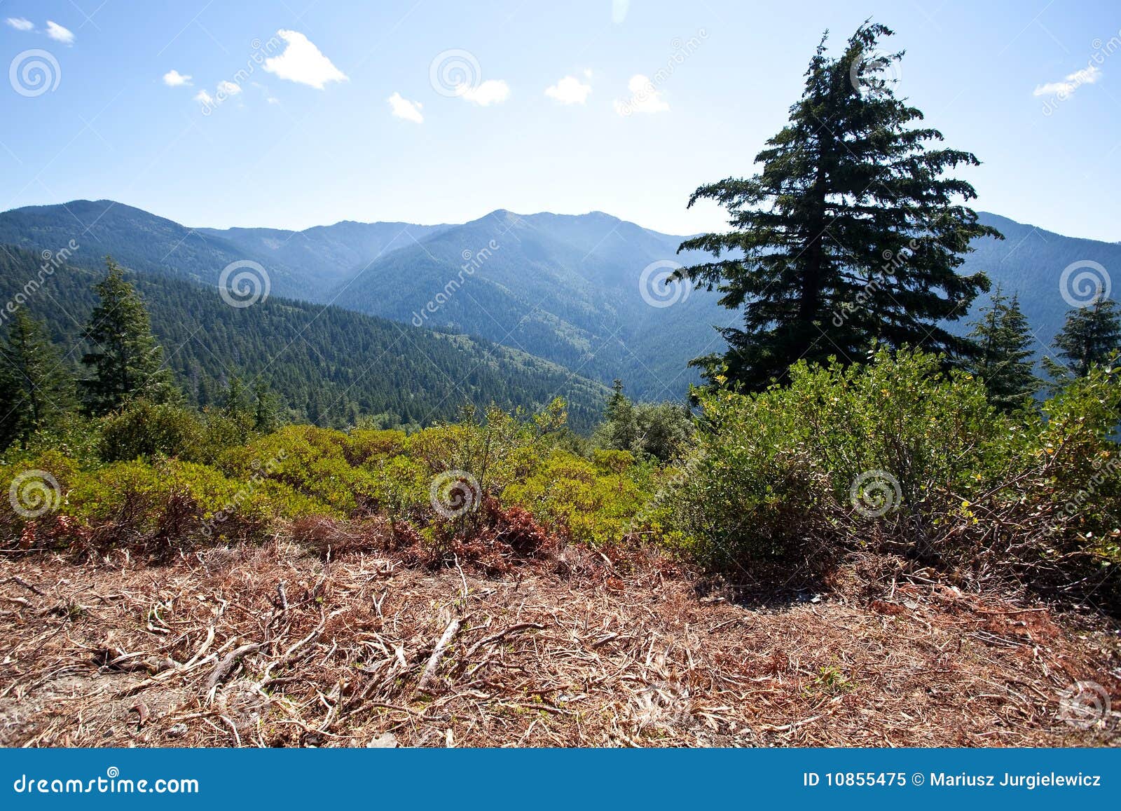 Bear Camp Road stock image. Image of forest, scenic, trip - 10855475