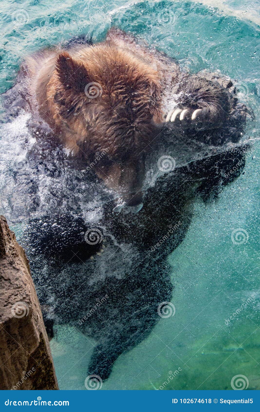 Swimming bear stock photo. Image of swim, swimming, brown - 102674618