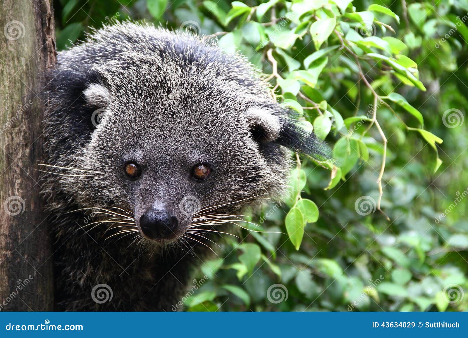 Bear Cat stock image. Image of mammal, tree, animal, sunlight - 43634029