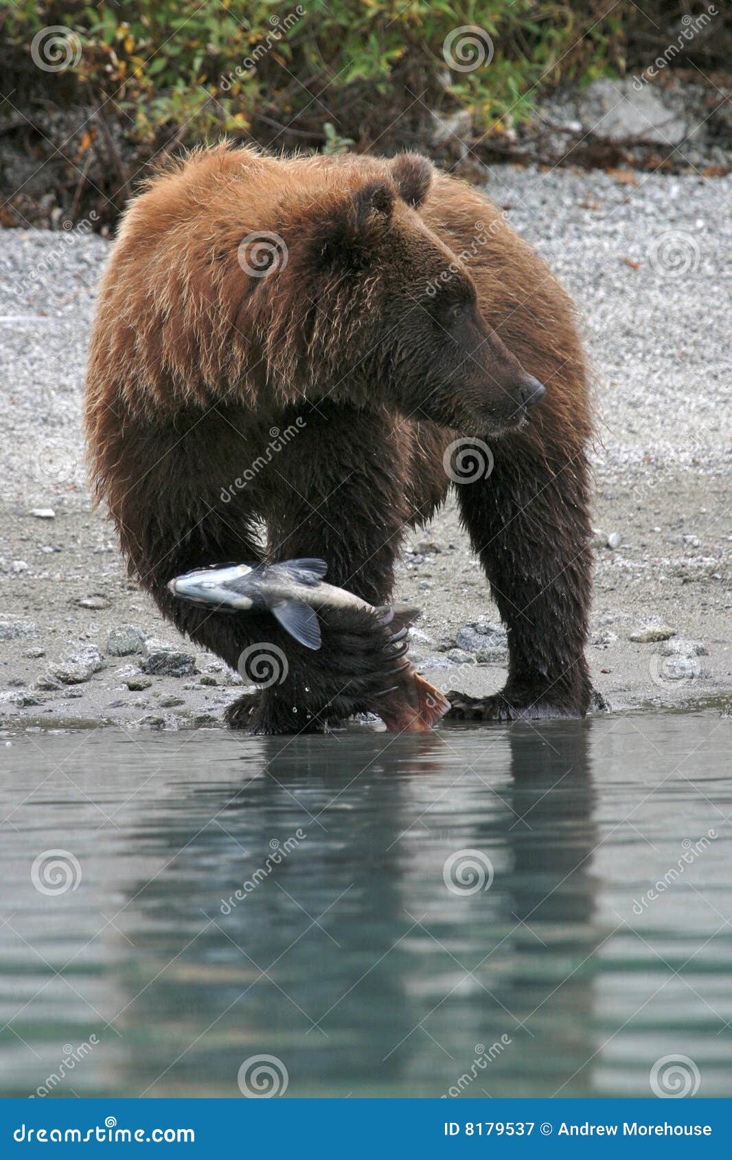 Bear with Catch stock image. Image of salmon, nature, fishing - 8179537