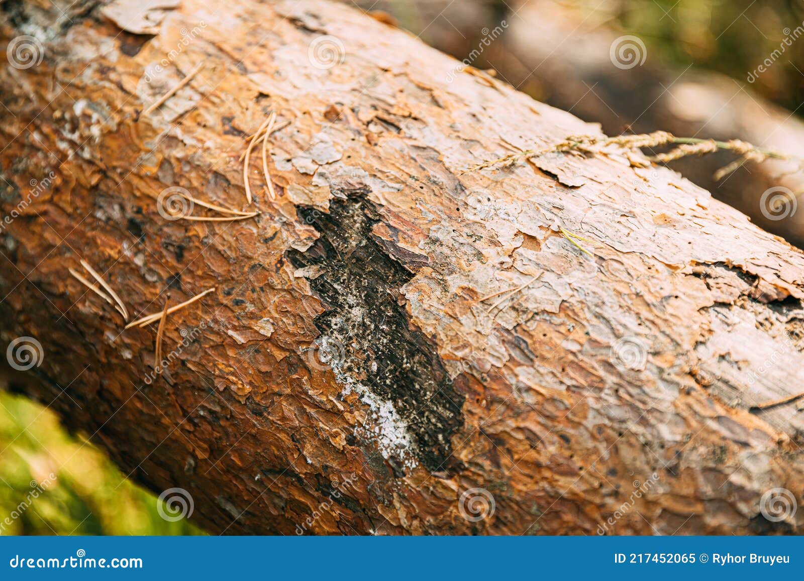 Claw Marks Of A Bengal Tiger On A Tree Trunk. Stock Image ...