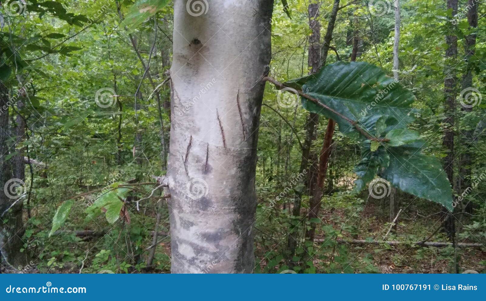 Bear clawing tree stock image. Image of tree, scratches - 100767191