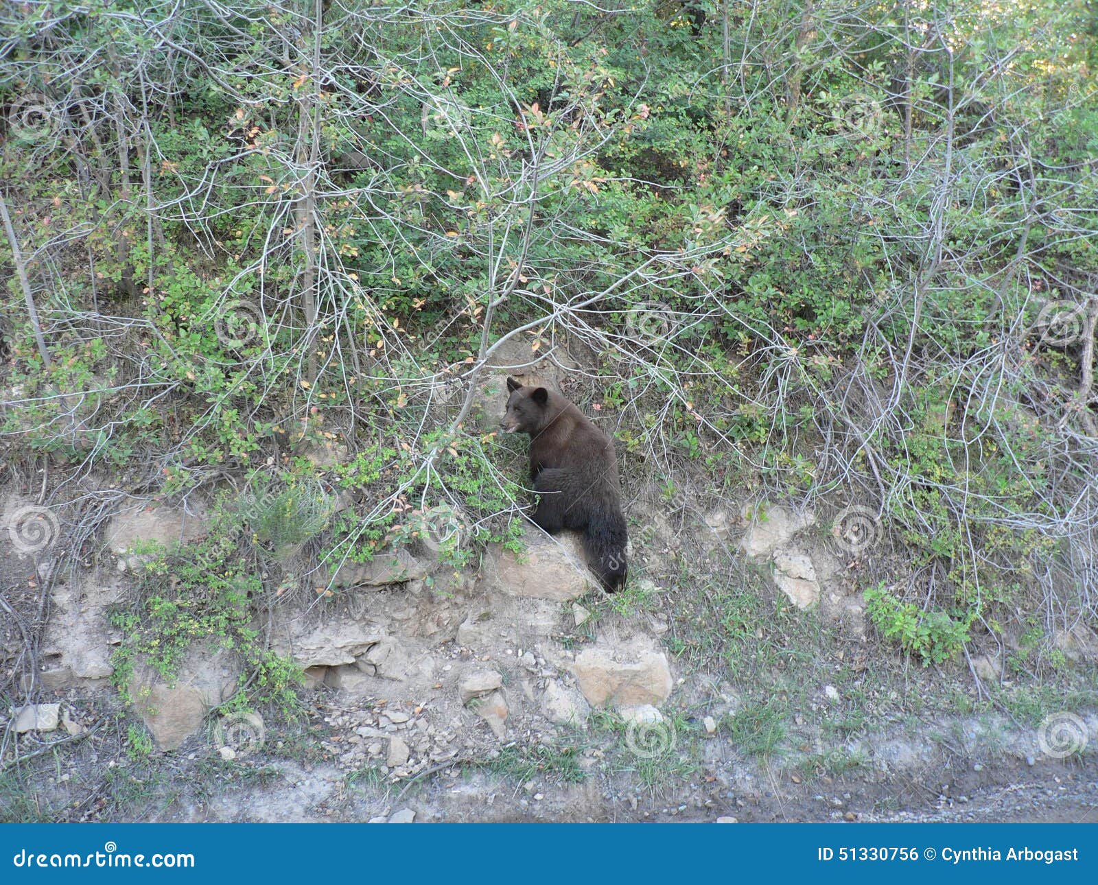 Bear climbing mountain stock photo. Image of bear, americanus - 51330756