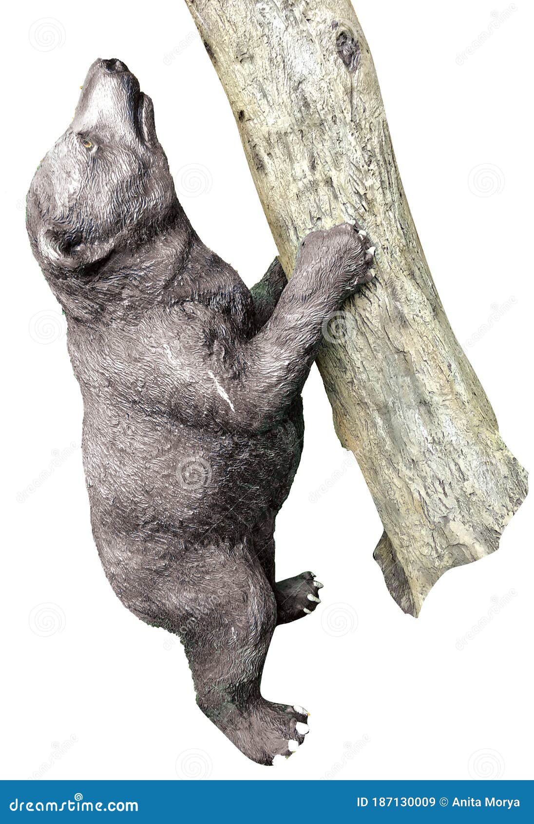 Bear Climbing on Tree Branch and White Background Stock Image - Image ...