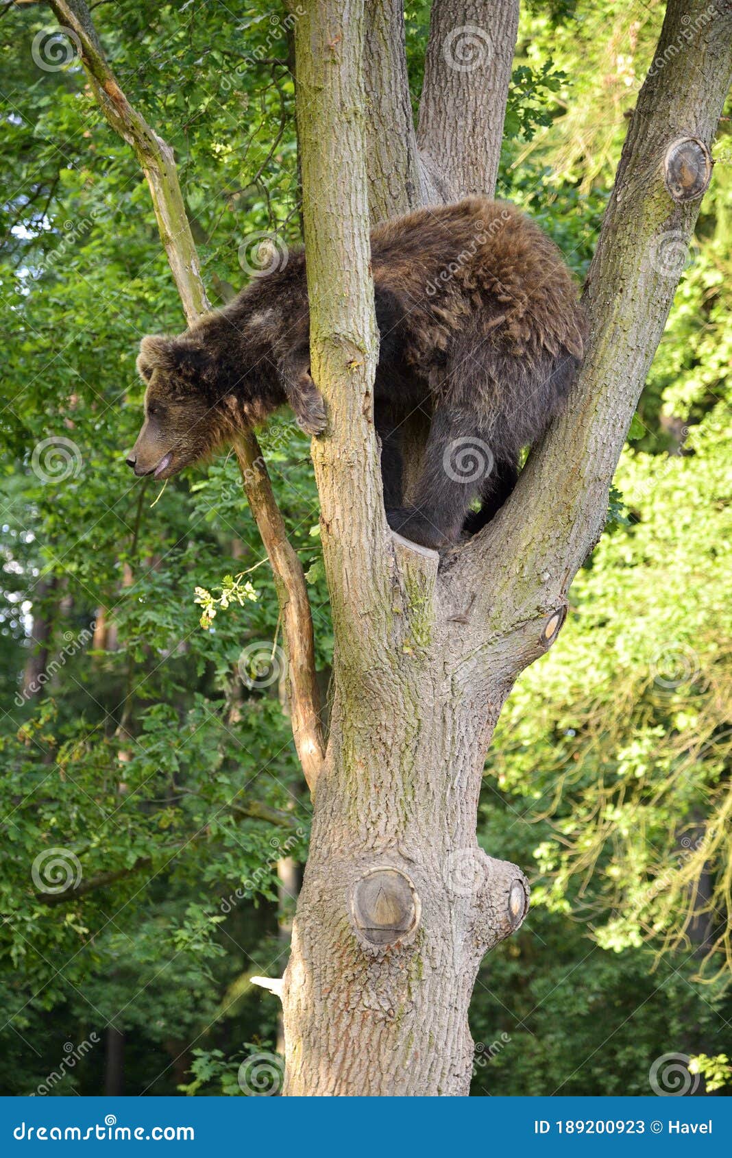 Bear climbing a tree stock image. Image of brown, natural - 189200923