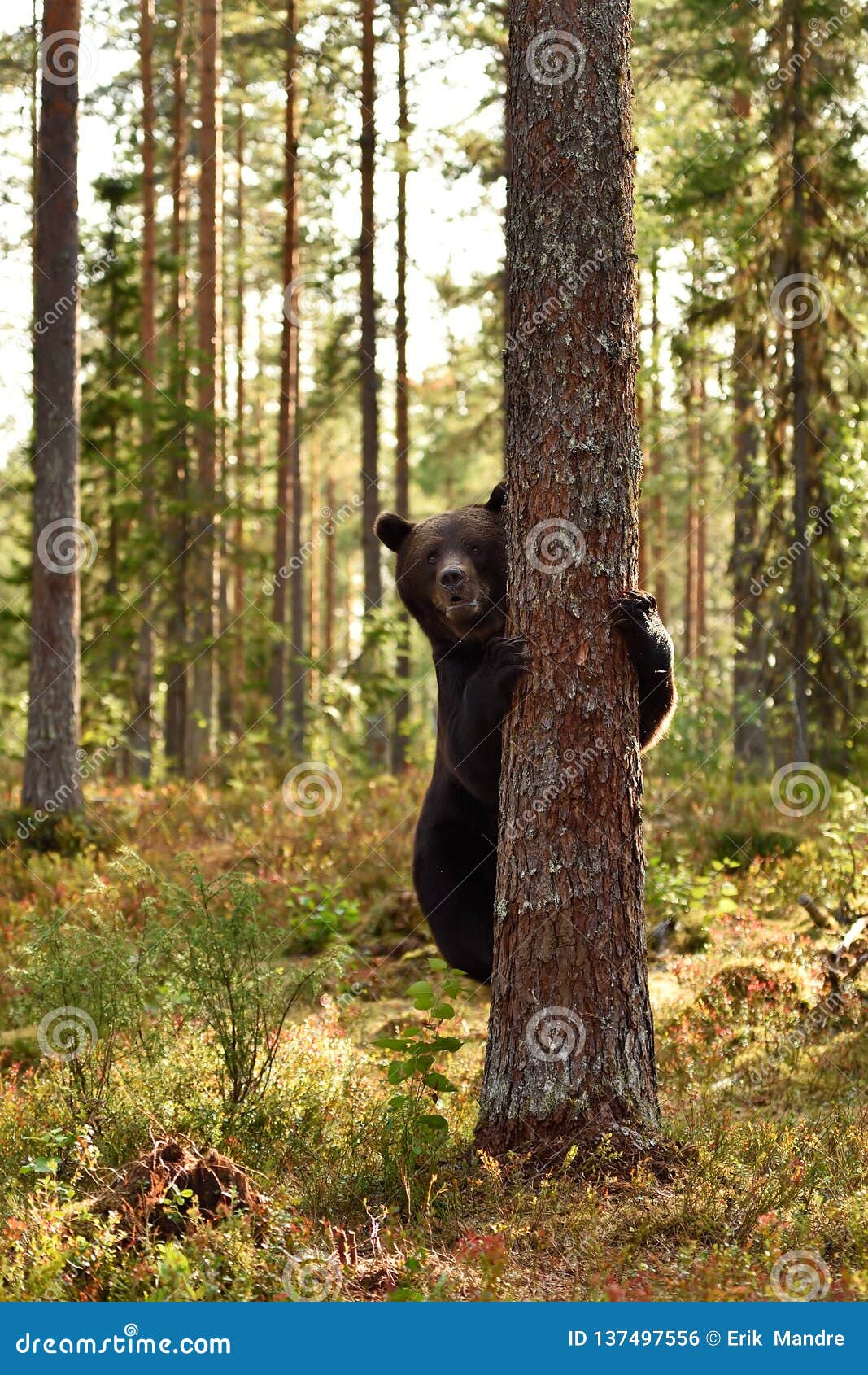 Bear climbs up on a tree stock photo. Image of forest - 137497556
