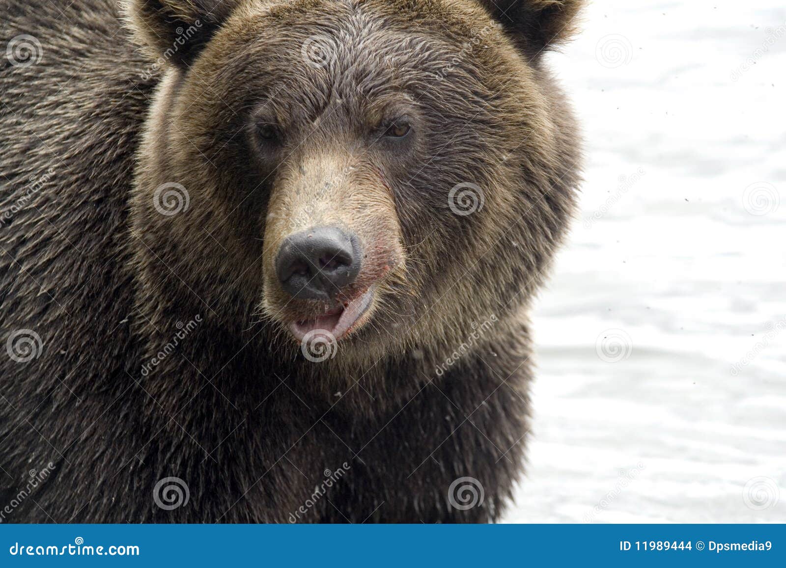 Bear. Close up stock photo. Image of travel, asia, hunter - 11989444