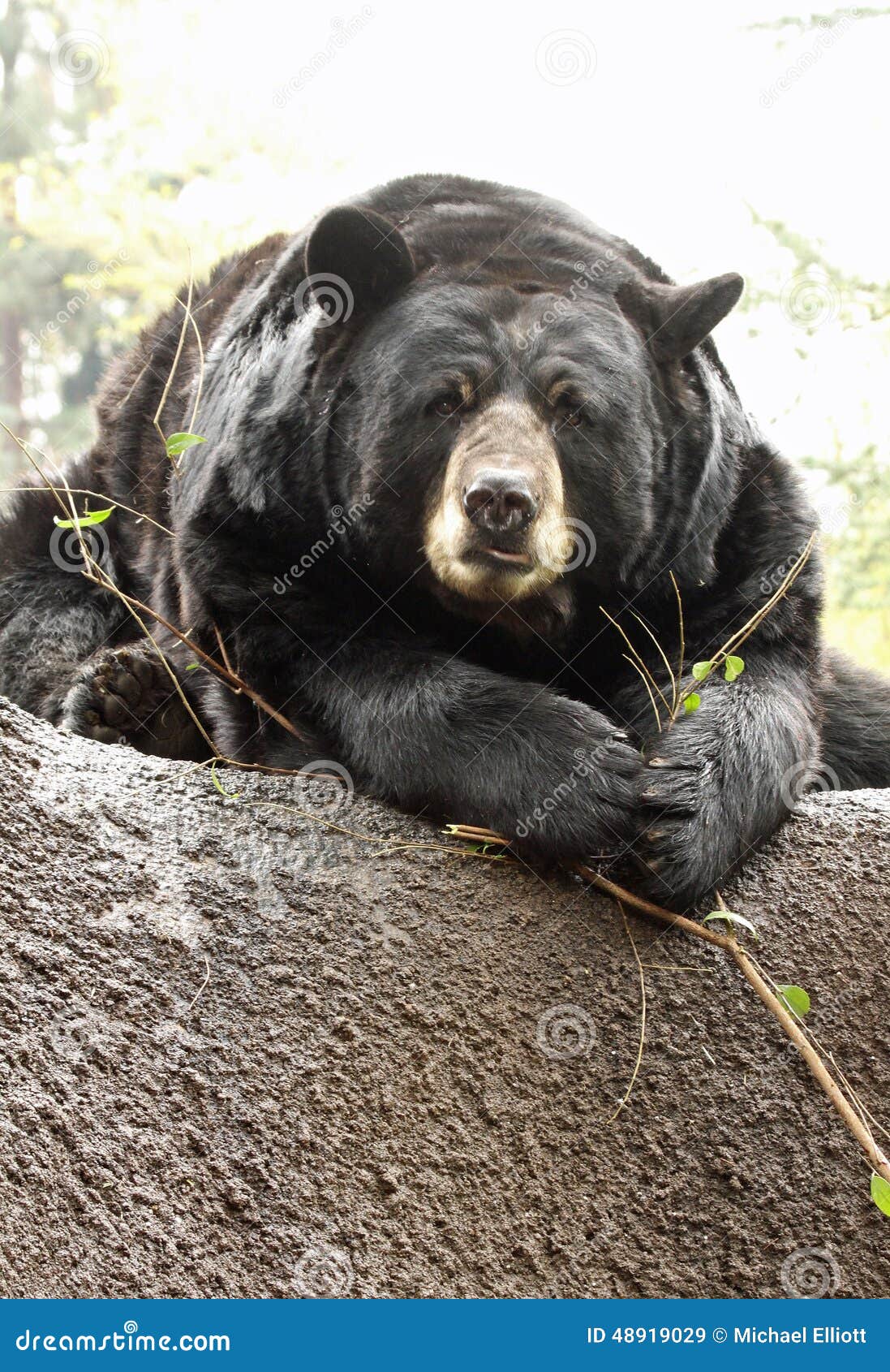 Bear stock image. Image of holding, forest, closeup, claws - 48919029