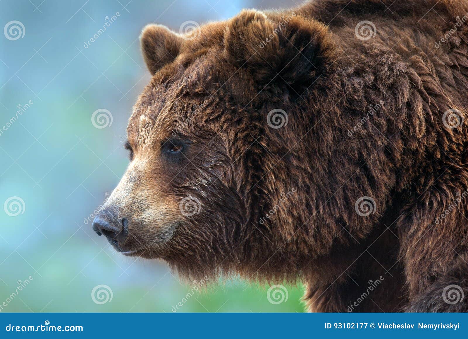Bear close up portrait stock image. Image of summer, animal - 93102177