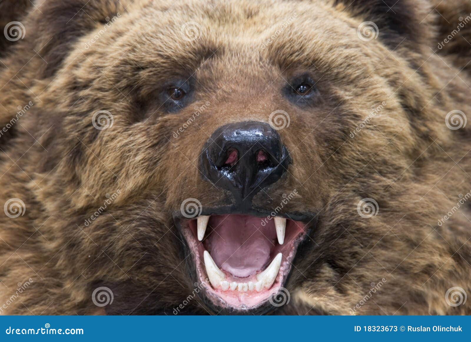 Bear closeup stock image. Image of green, isolated, mammal - 18323673