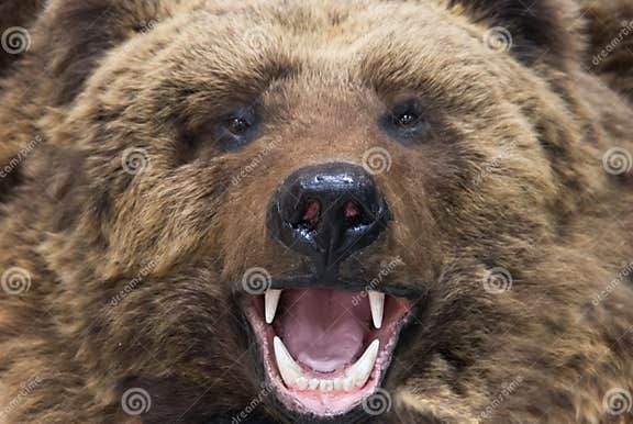 Bear closeup stock image. Image of green, isolated, mammal - 18323673
